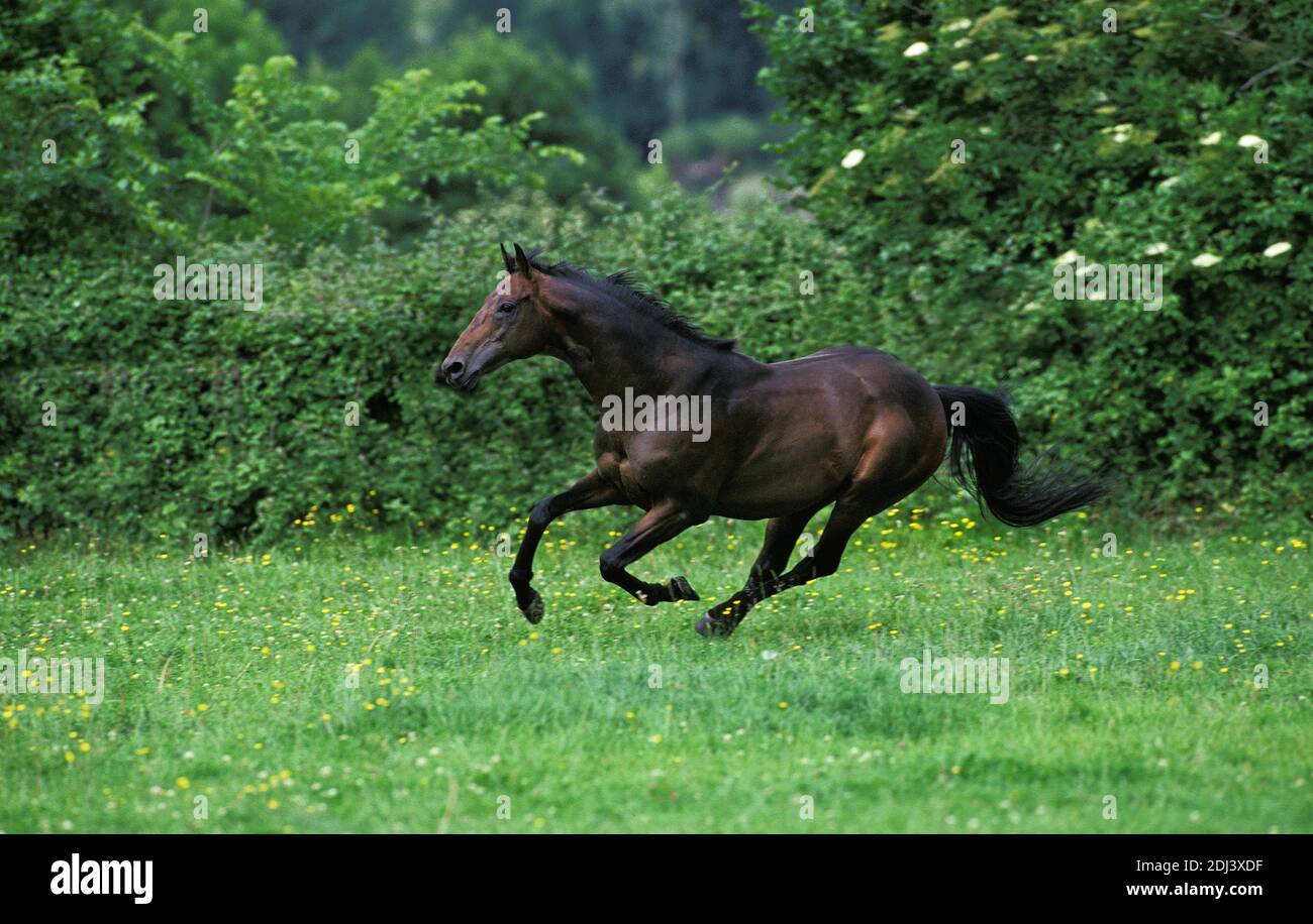 English thoroughbred Horse Galloping through Paddock Stock Photo - Alamy