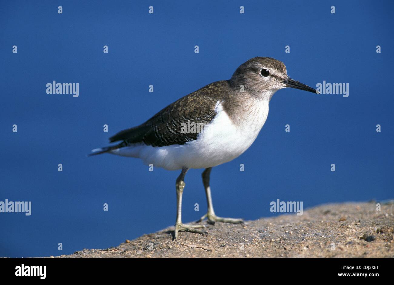 Common Sandpiper, tringa hypoleucos, Adult, Namibia Stock Photo - Alamy