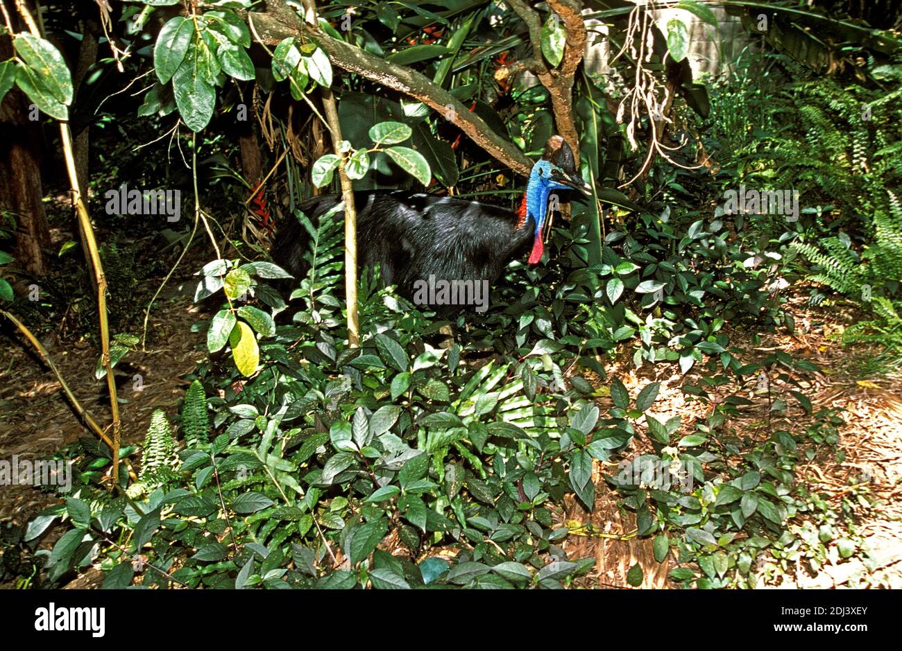 Southern Cassowary or Double-Wattled Cassowary, casuarius casuarius, Adult camouflaged amongst ...