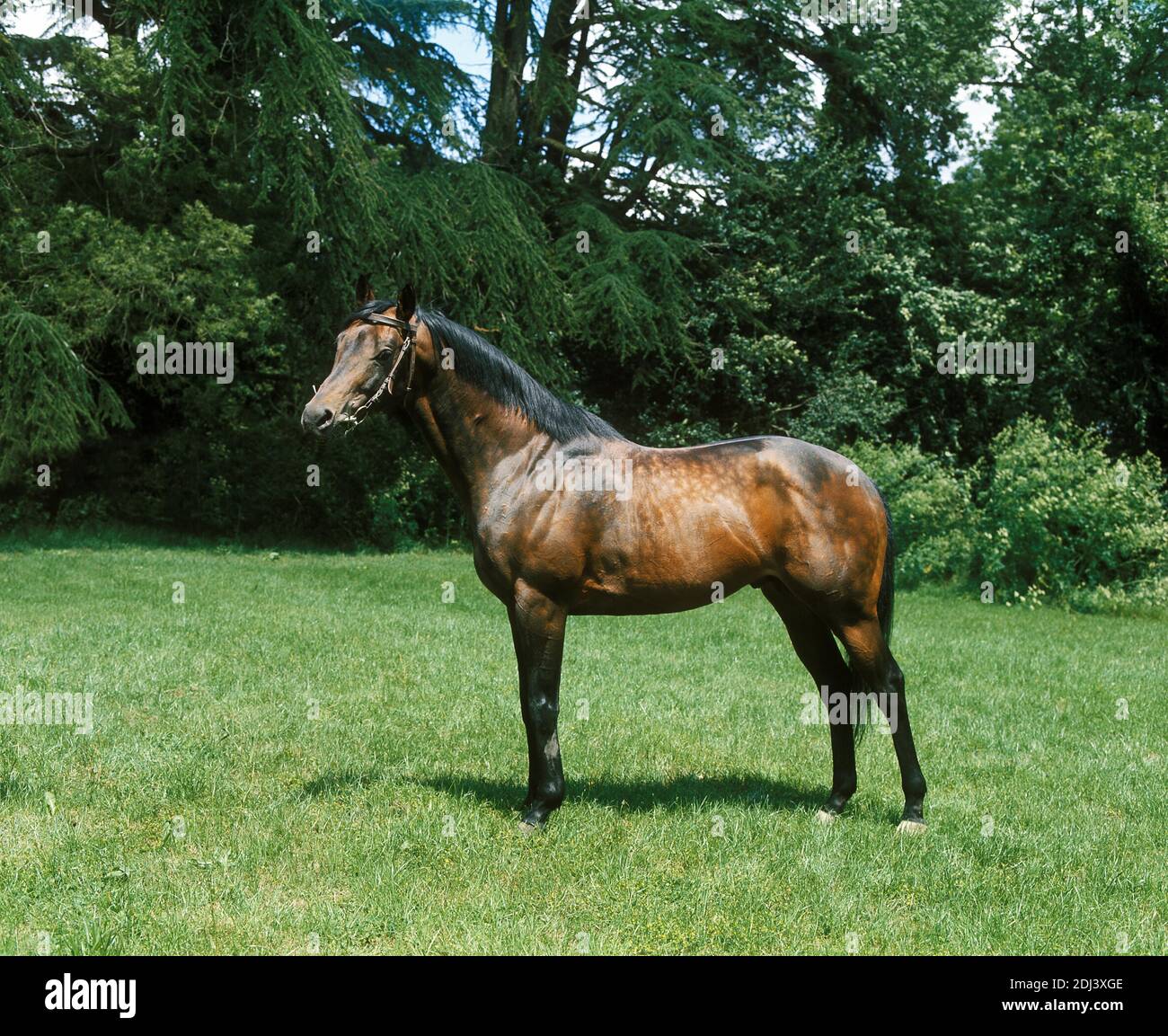 Anglo Arab Horse standing in Meadow Stock Photo - Alamy