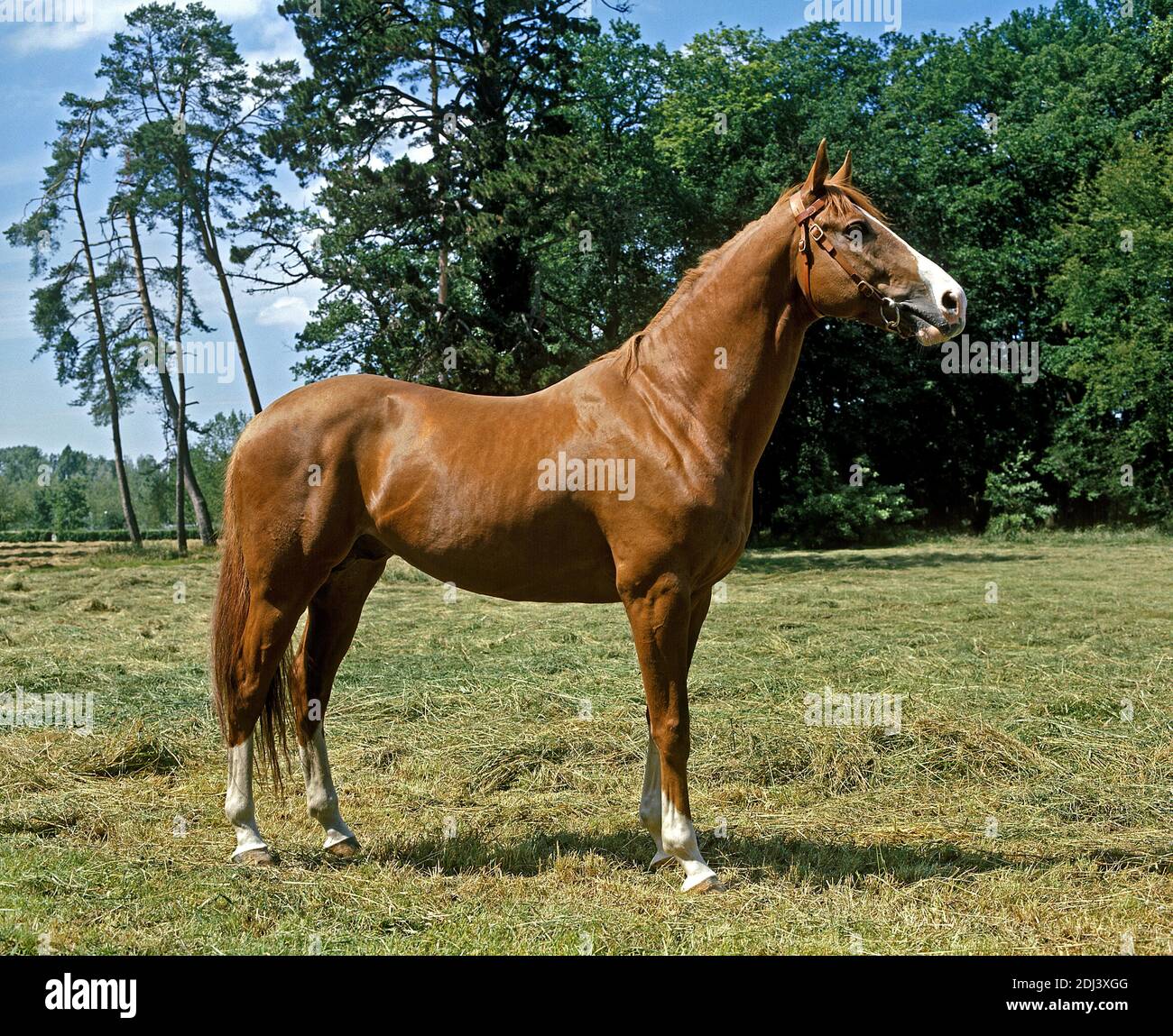 English thoroughbred Horse standing in Paddock Stock Photo - Alamy