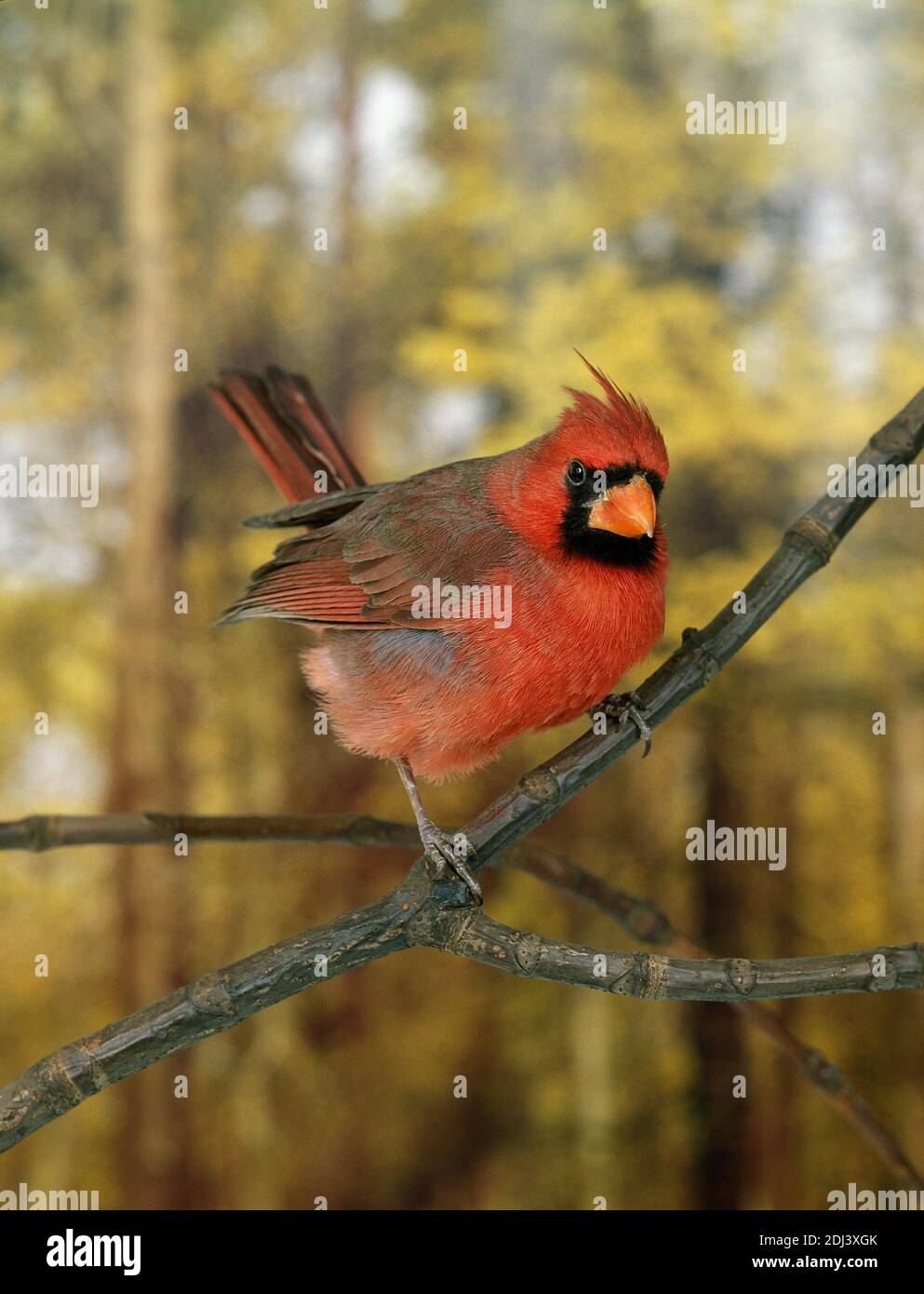 Northern Cardinal, cardinalis cardinalis, Male standing on Branch Stock ...
