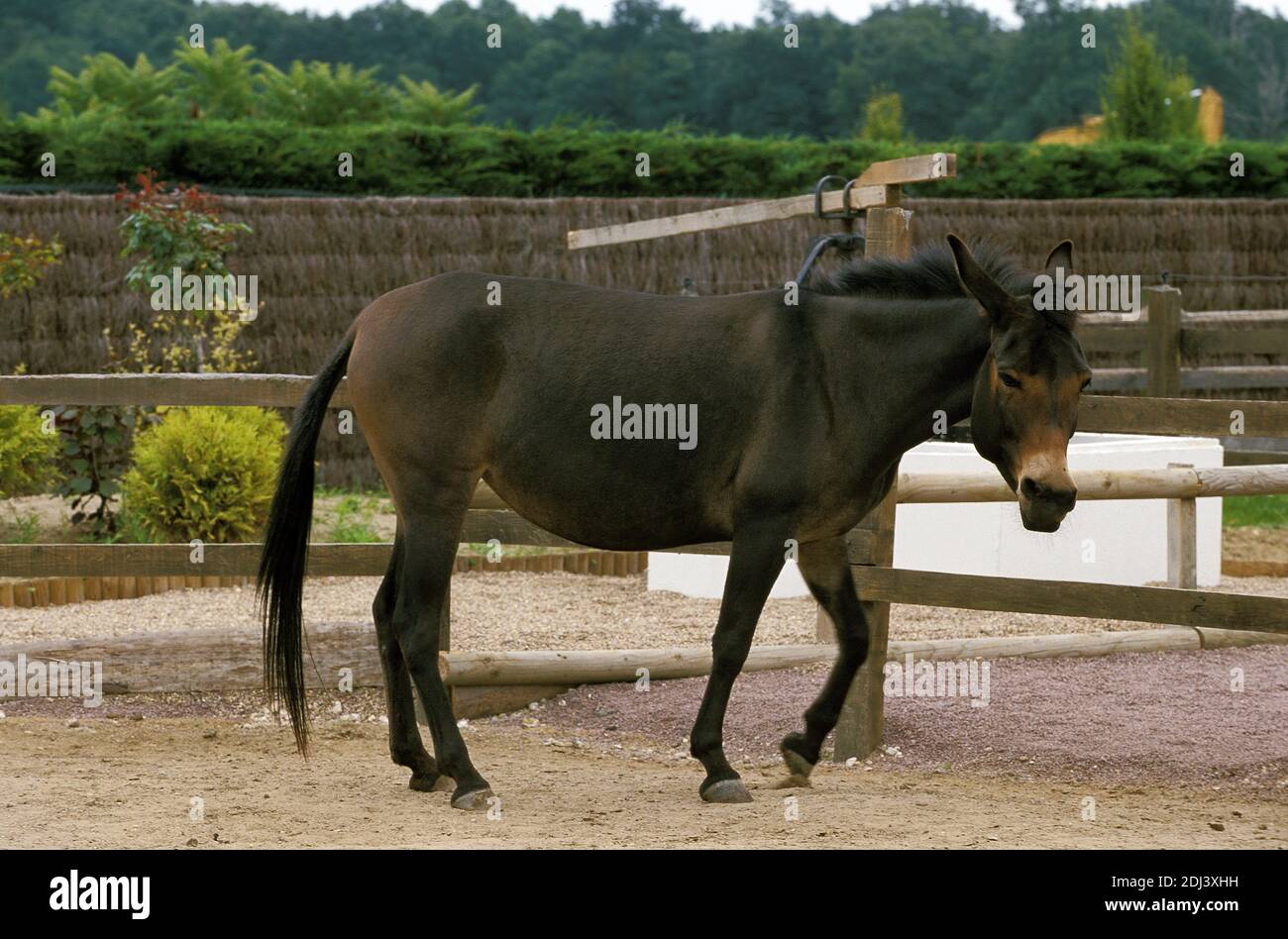 Hinny, Crossbreed of Horse and Jenny Stock Photo - Alamy