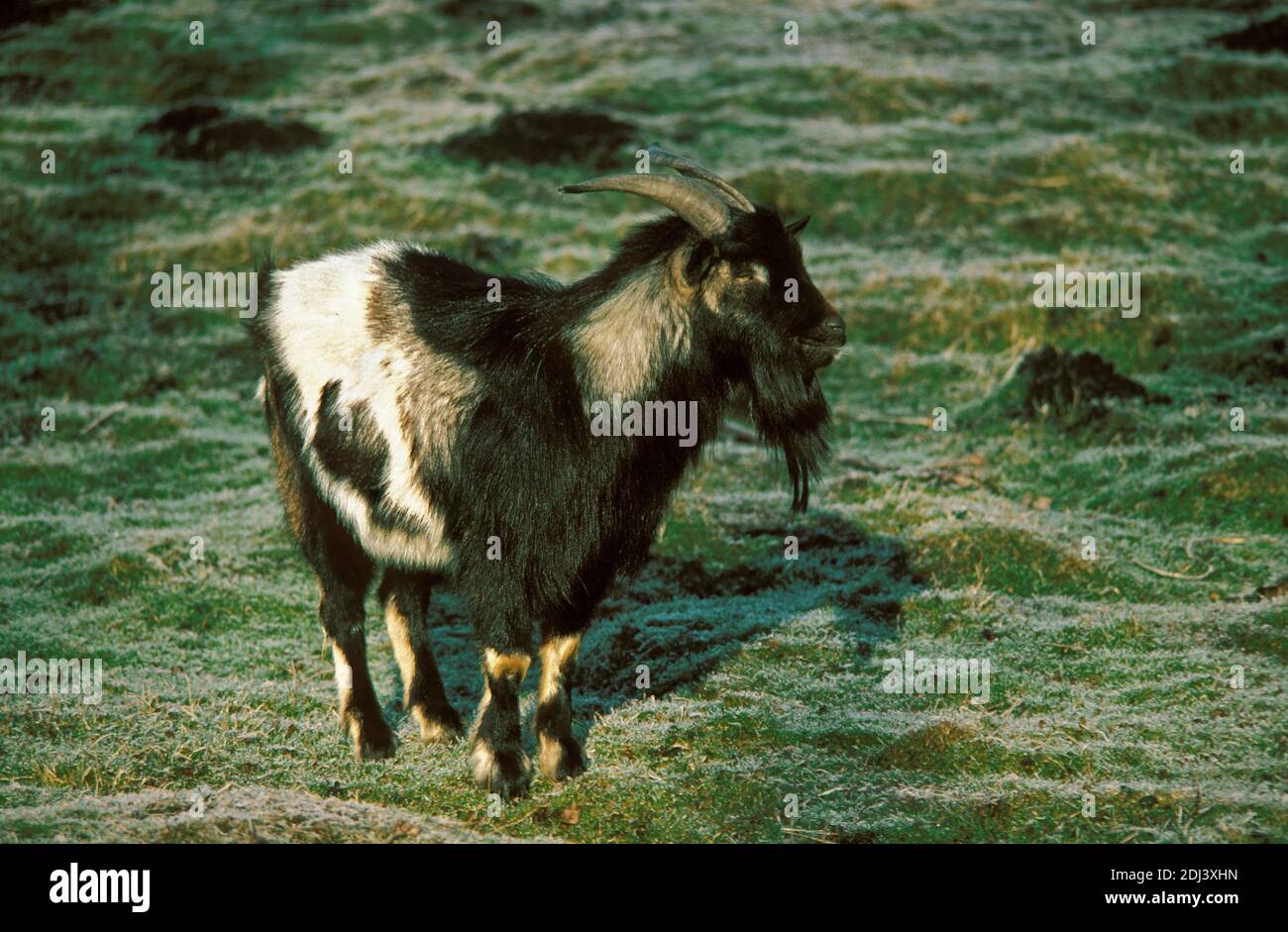 Billy of Dwarf Goat or Pygmy Goat, capra hircus Stock Photo - Alamy
