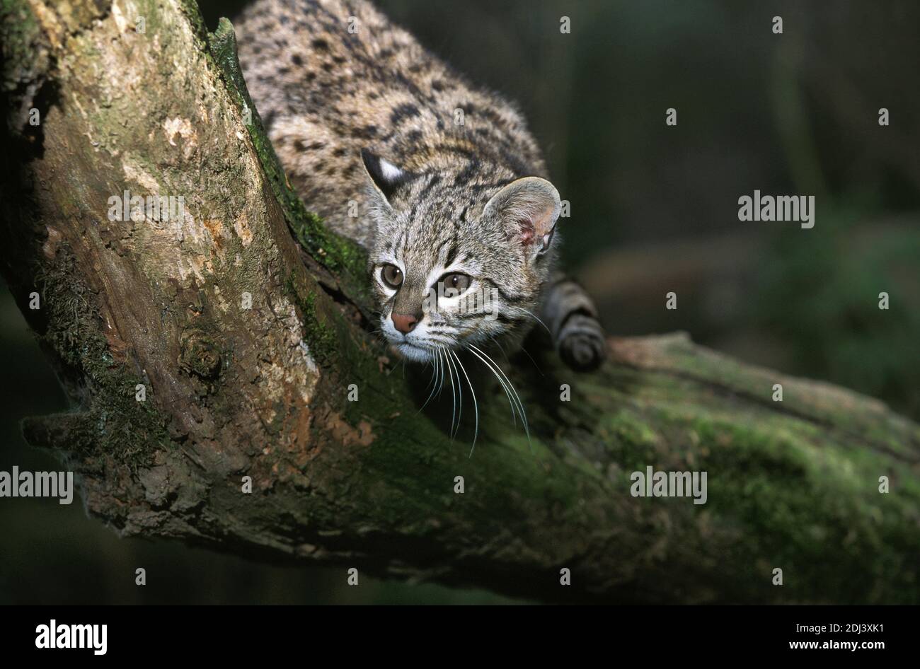 Oncifelis geoffroyi hi-res stock photography and images - Alamy