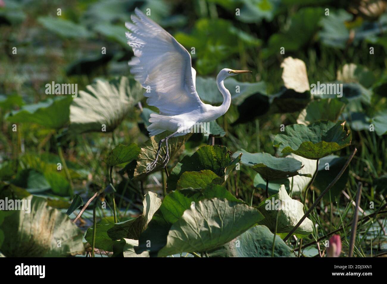 Intermediate Egret, egretta intermedia, Adult standing in Swamp, Taking ...