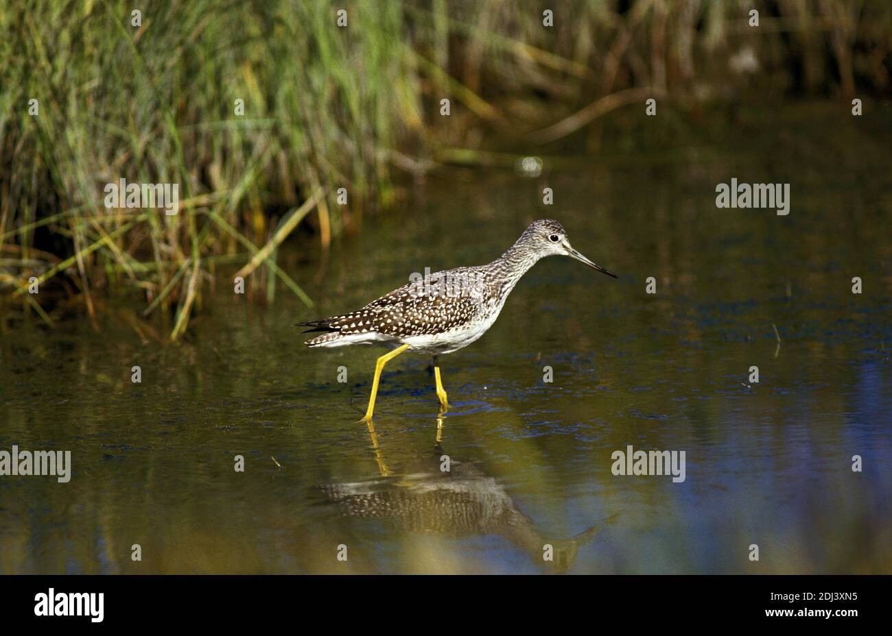 Lesser Yellowlegs, tringa flavipes, Adult standing in Water, Florida ...