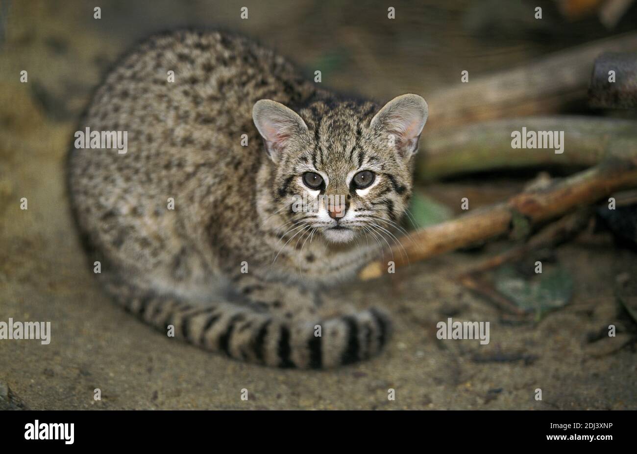 Geoffroy's Cat, oncifelis geoffroyi, Adult Stock Photo - Alamy