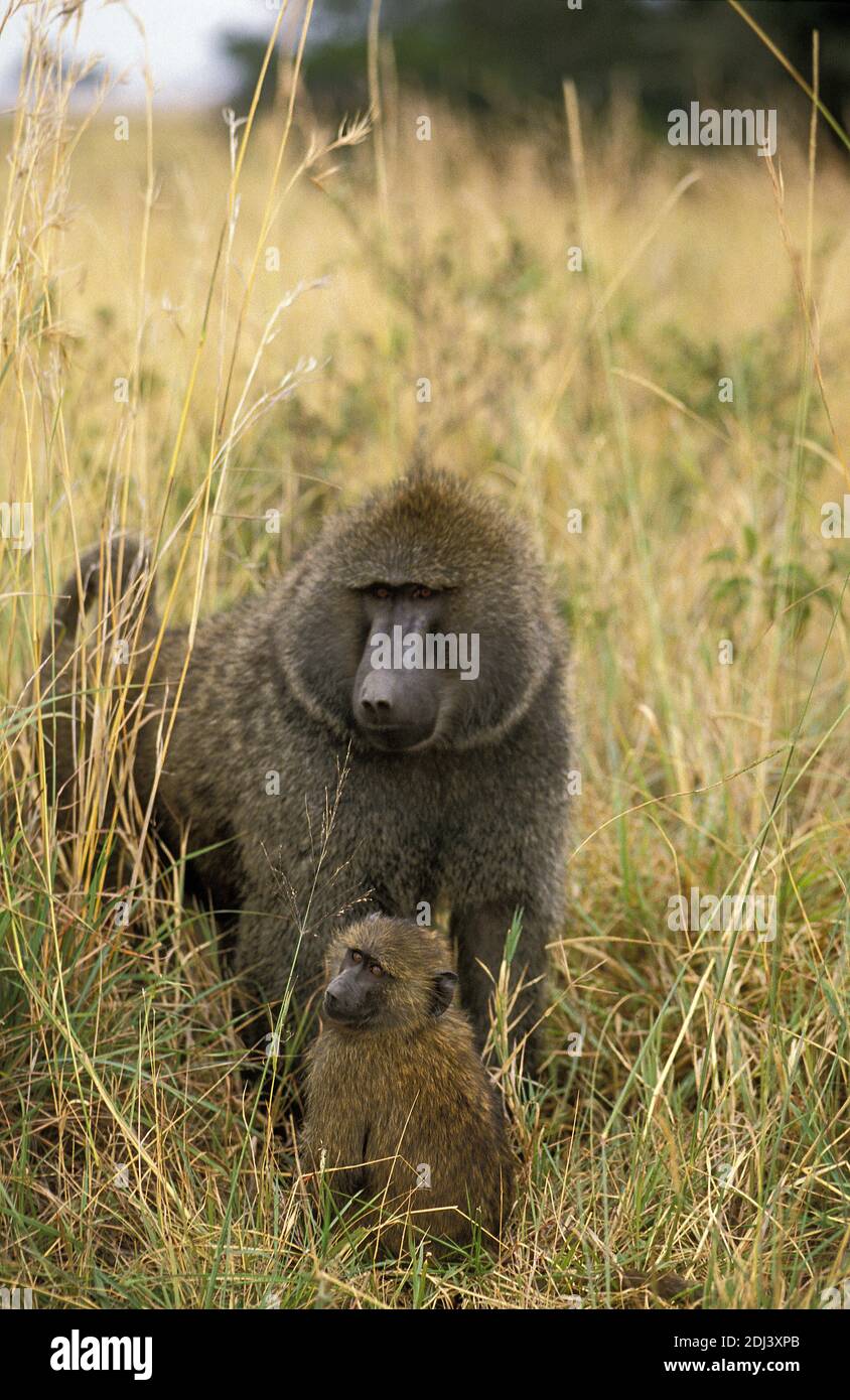 Olive Baboon, papio anubis, Male with Young, Masai Mara Park in Kenya ...