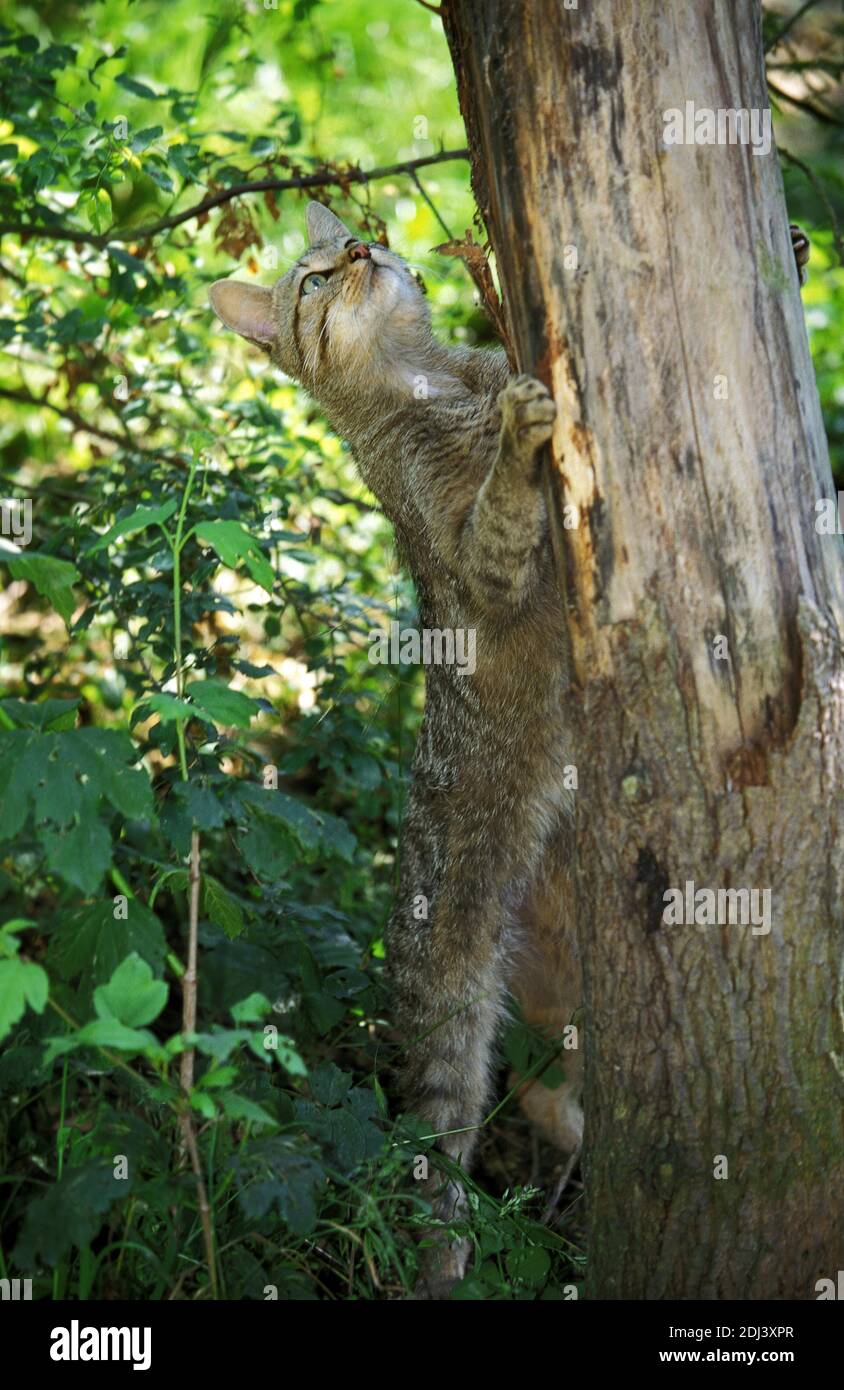 European Wildcat, felis silvestris, Adult Climbing on Tree Trunk Stock ...