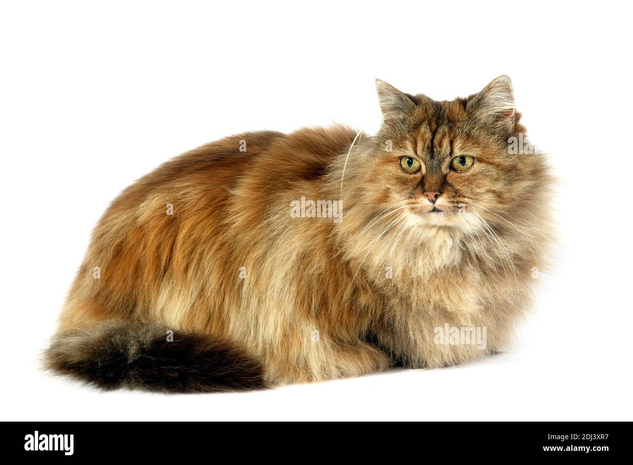 Tortoiseshell Persian Domestic Cat, Adult laying against White ...