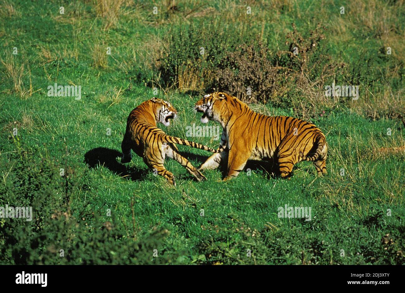 Rear view bengal tiger panthera hi-res stock photography and images - Alamy
