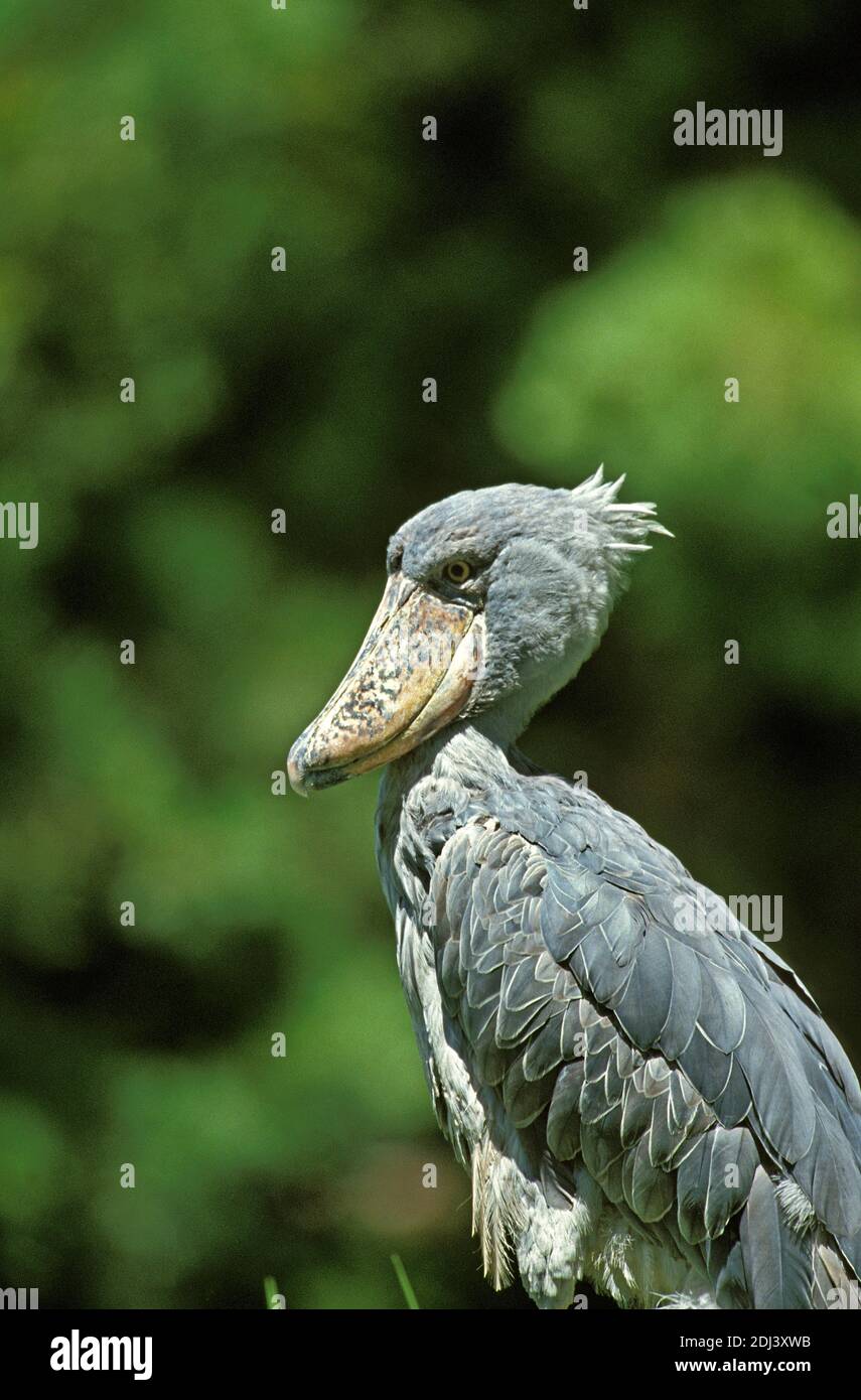 Shoebill Stork or Whale-Headed Stork, balaeniceps rex Stock Photo - Alamy