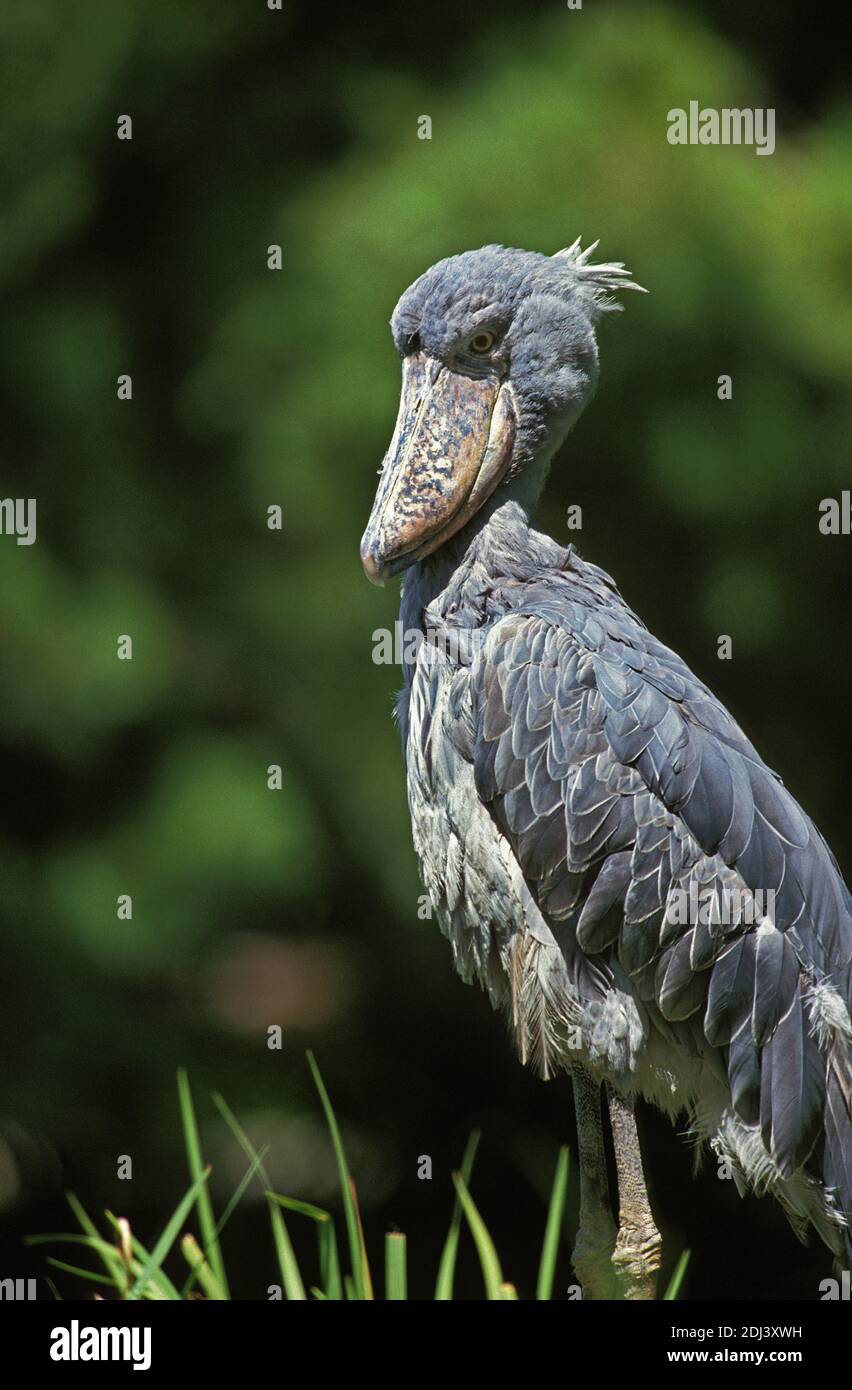 Shoebill Stork or Whale-Headed Stork, balaeniceps rex Stock Photo - Alamy