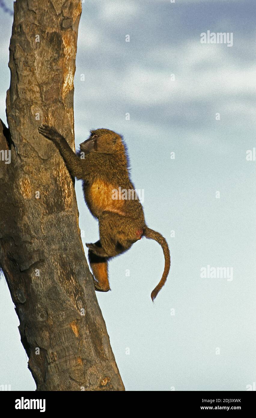 Olive Baboon, papio anubis, Young climbing Tree Trunk, Masai Mara Park ...
