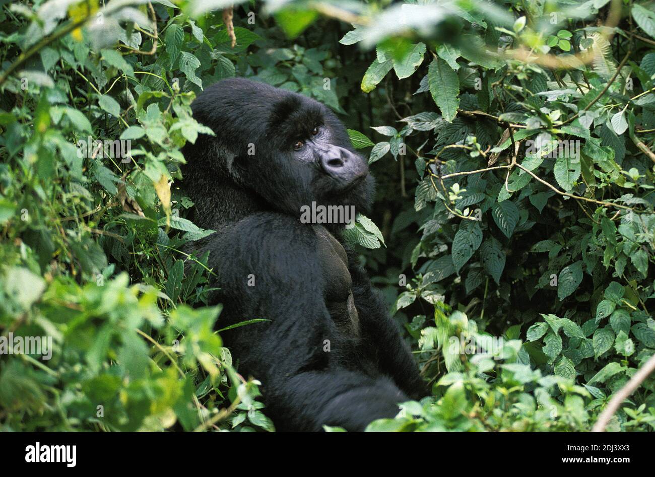 Mountain Gorilla, gorilla gorilla beringei, Silver Back Male, Virunga ...
