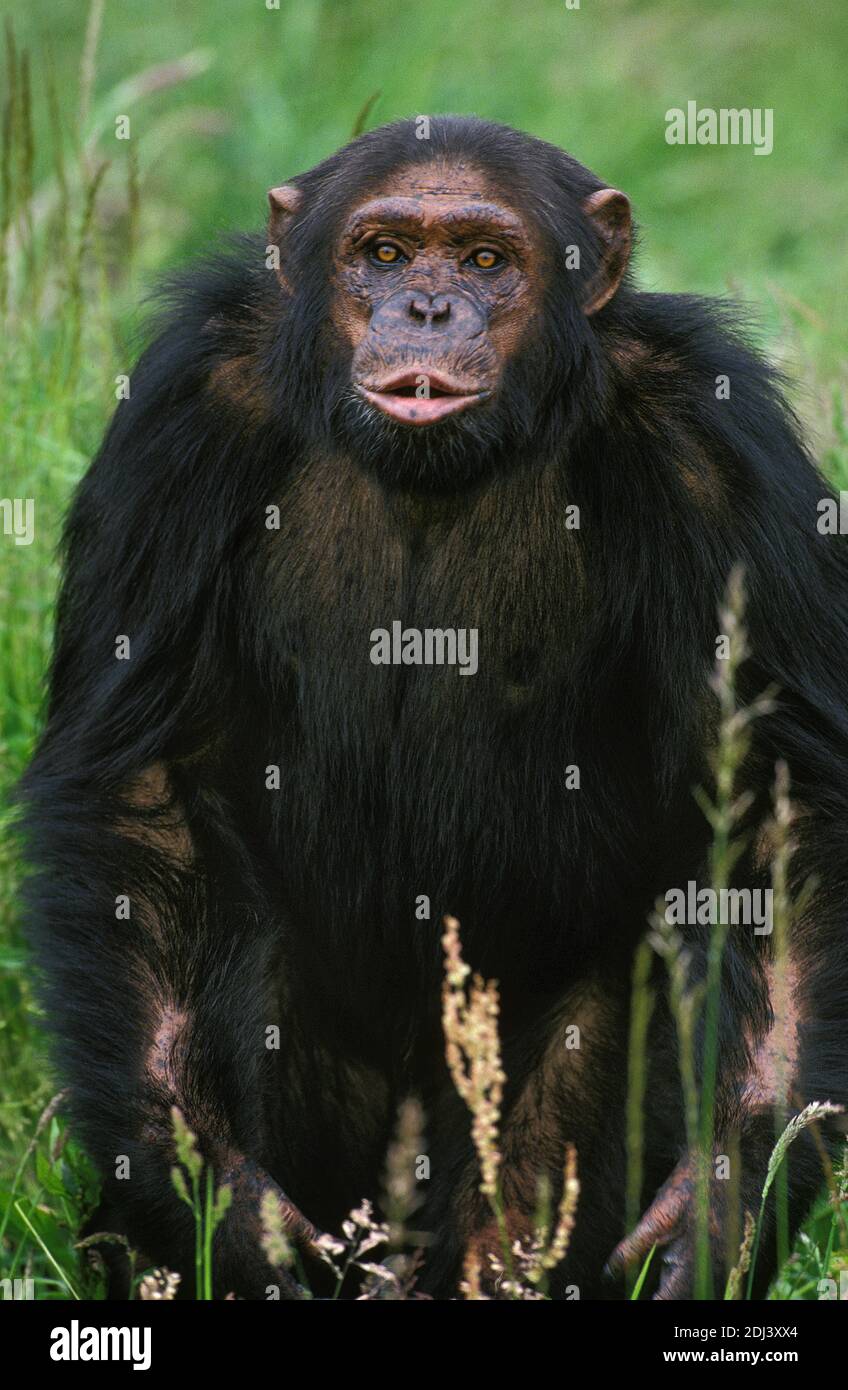 Chimpanzee crying hi-res stock photography and images - Alamy