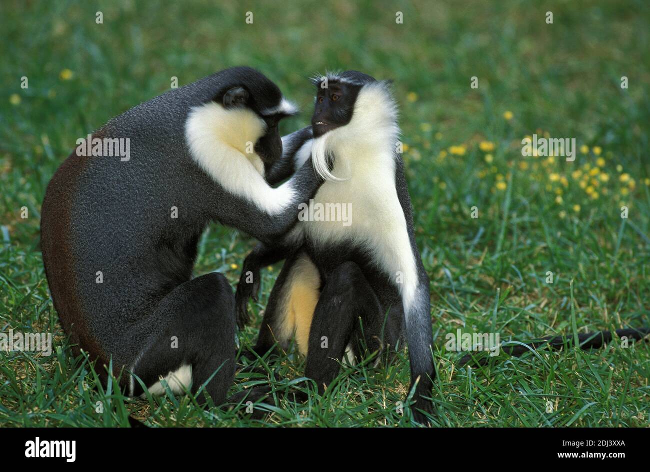 Diana Monkey, cercopithecus diana, Adults Grooming Stock Photo - Alamy
