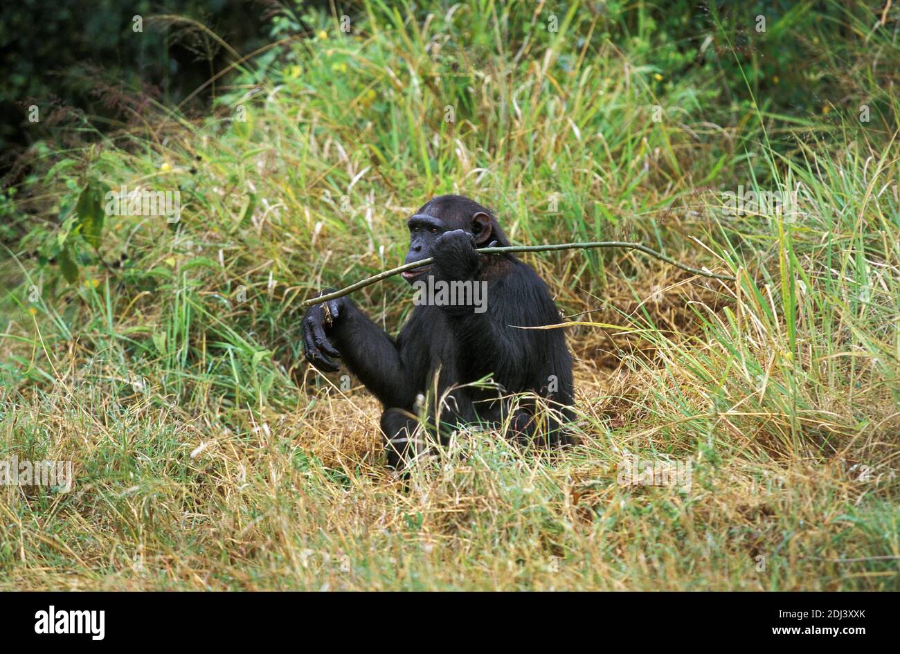 Monkey eating bark hi-res stock photography and images - Alamy