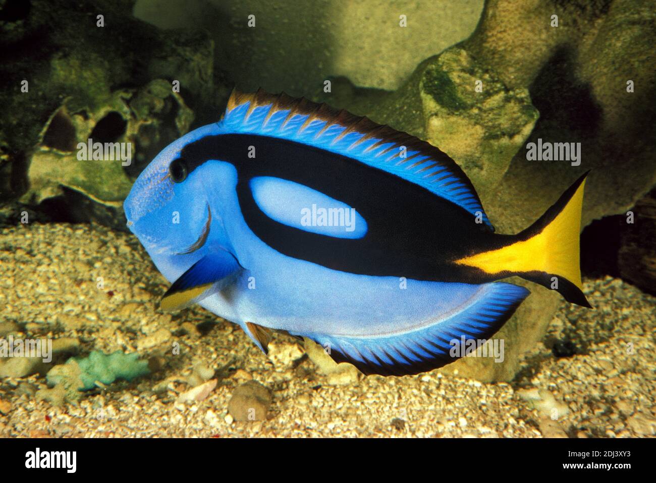 Palette tang paracanthurus hepatus hi-res stock photography and images ...