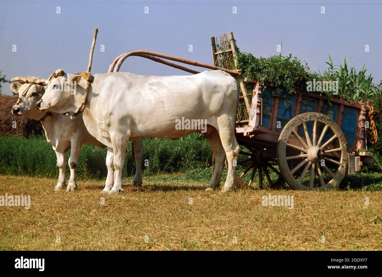 Cows pulling cart hi-res stock photography and images - Alamy