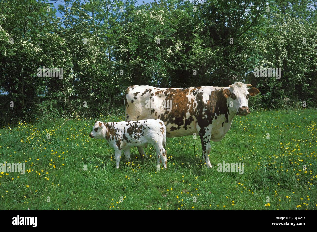 Normandy Cow, Mother with Calf, Calvados in Normandy Stock Photo - Alamy