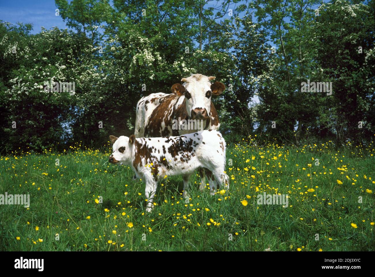 Normandy Cow, Mother with Calf, Calvados in Normandy Stock Photo - Alamy