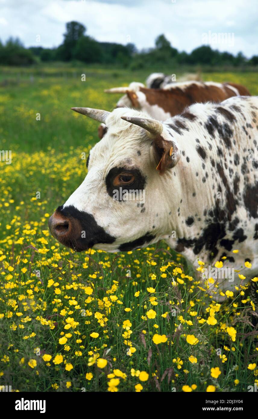Normandy Cow with Flowers, Calvados in Normandy Stock Photo - Alamy