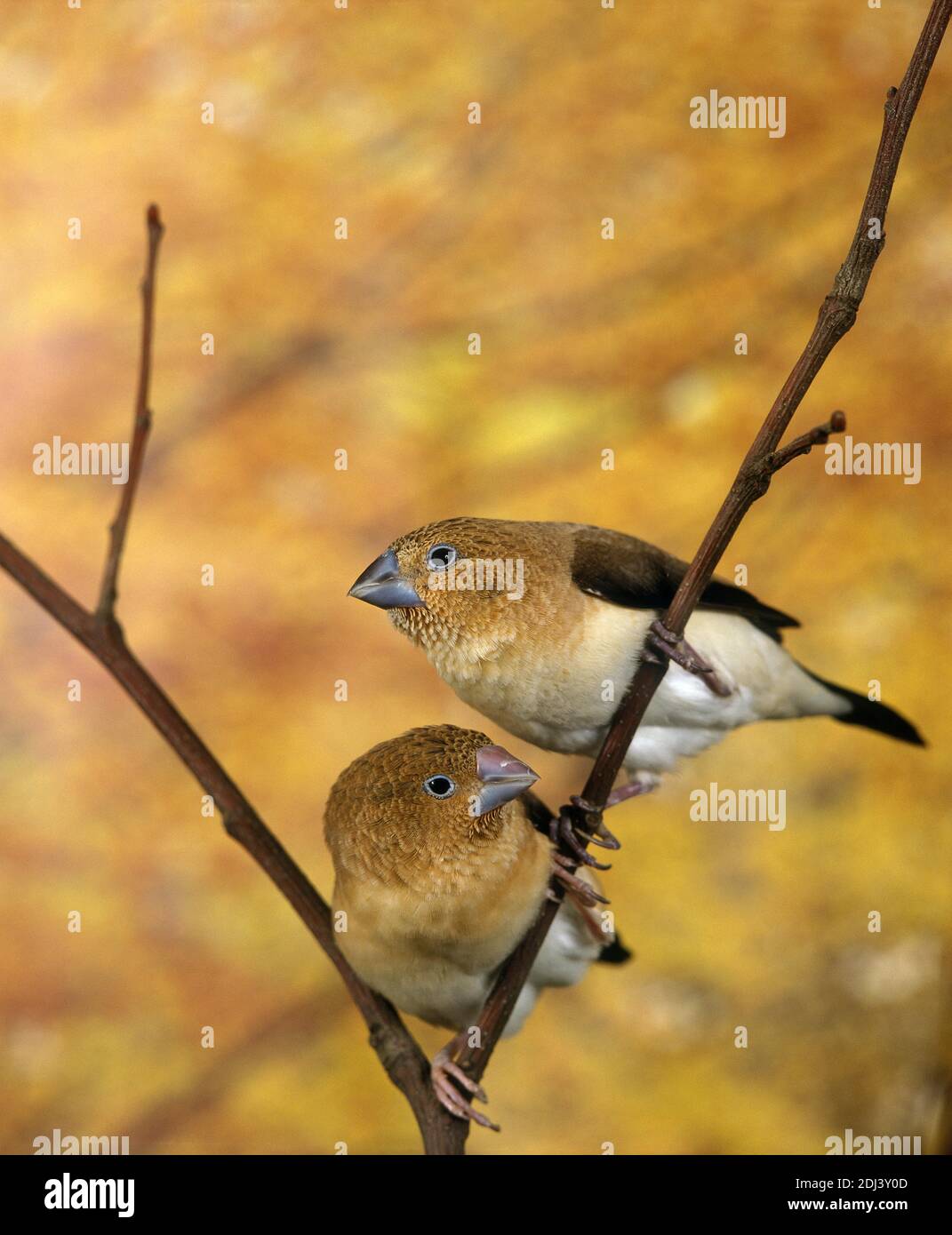 African Silverbill, lonchura cantans Stock Photo - Alamy