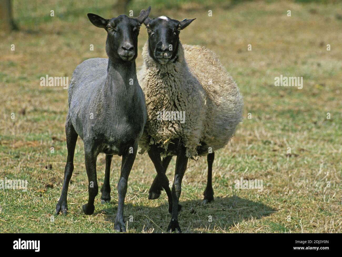 Romanov Domestic Sheep, Ewes, Breed from Russia Stock Photo - Alamy