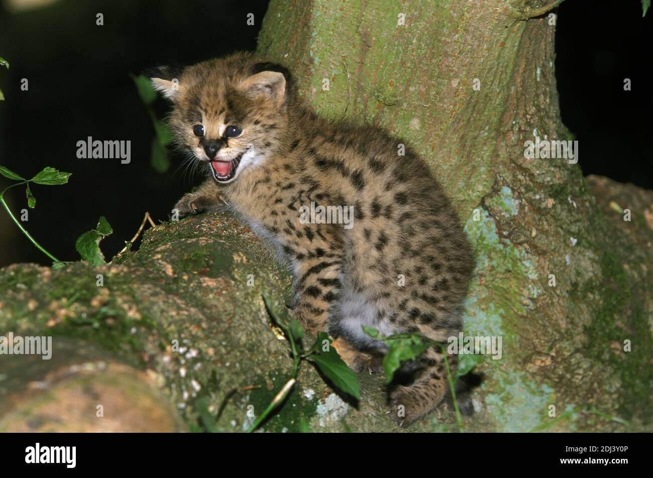 Serval, leptailurus serval, Cub calling Stock Photo - Alamy