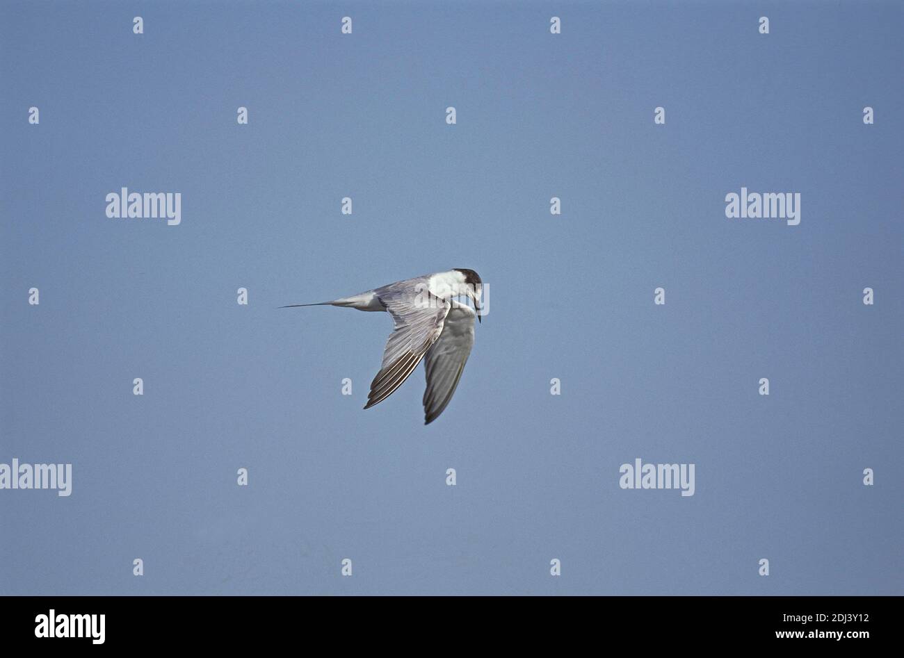 Common Tern, sterna hirundo, Adult in Flight, Bird in Winter Plumage ...