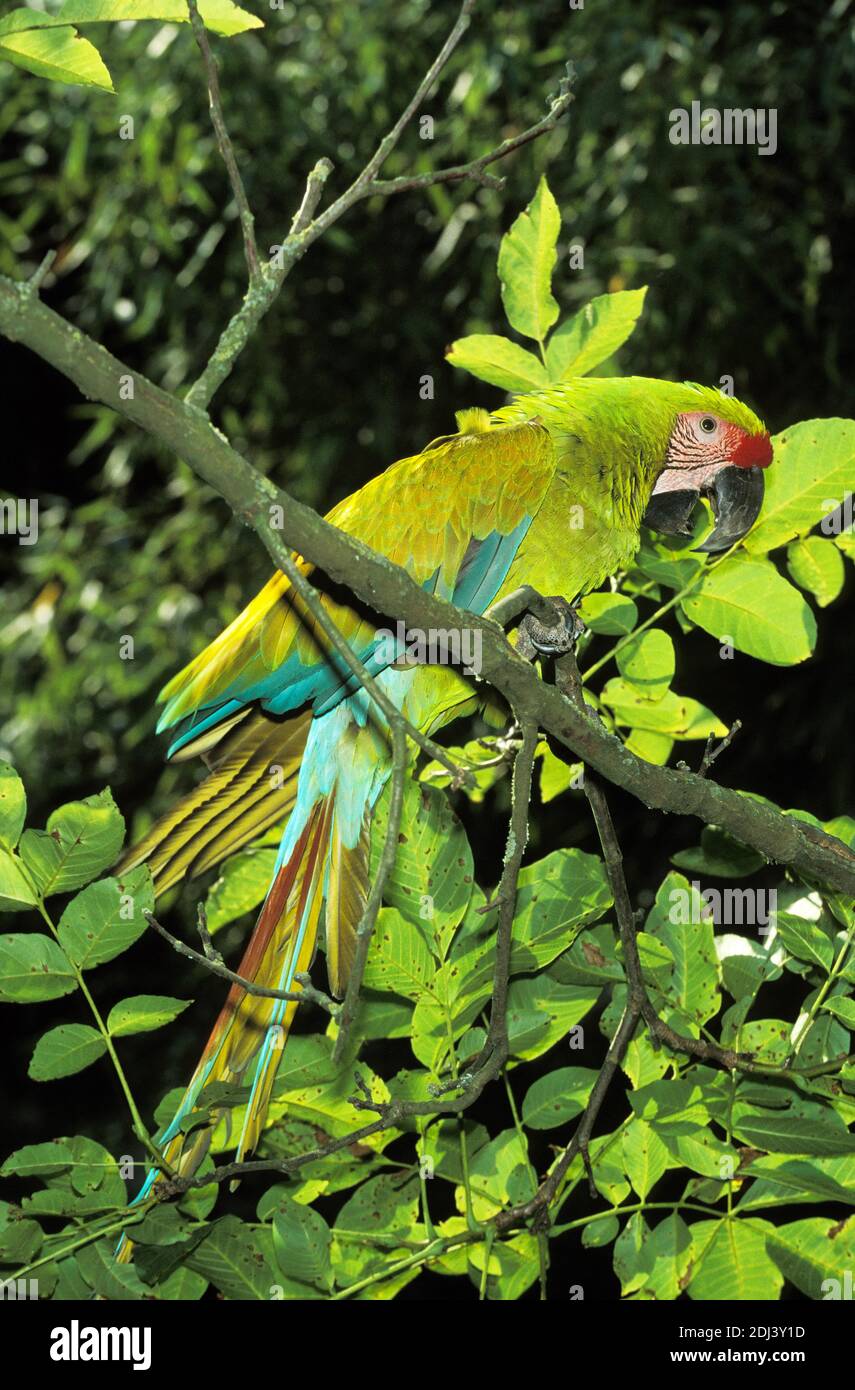 Great Green Macaw or Buffon's Macaw, ara ambigua, Adult standing on ...
