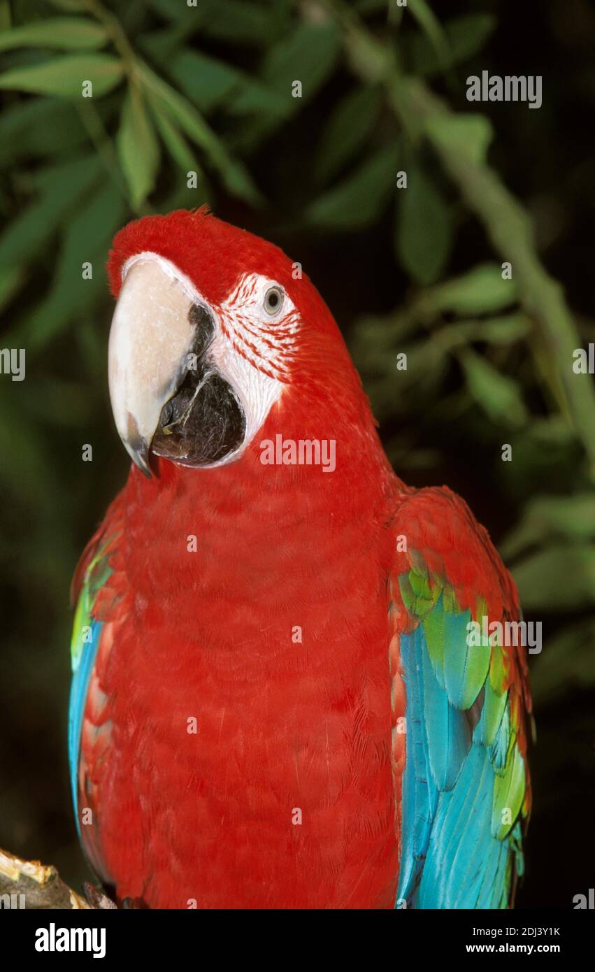 Red-and-Green Macaw, ara chloroptera, Adult Stock Photo - Alamy