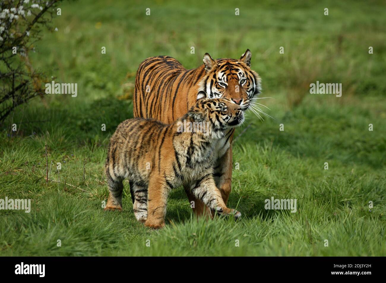 Sumatran Tiger, panthera tigris sumatrae, Mother with Cub Stock Photo ...