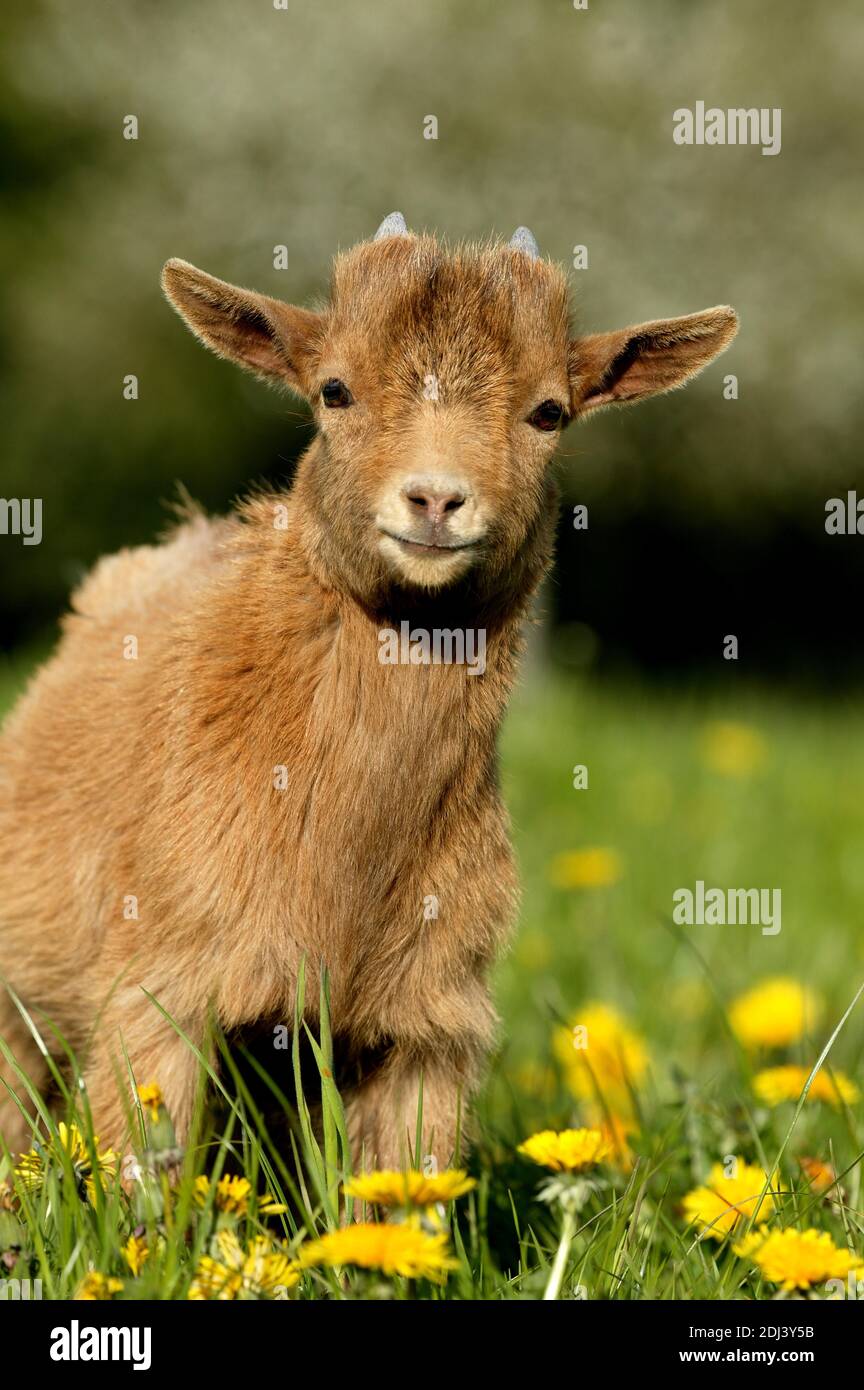 Pygmy Goat or Dwarf Goat, capra hircus, 3 Months Old Baby Goat Stock ...