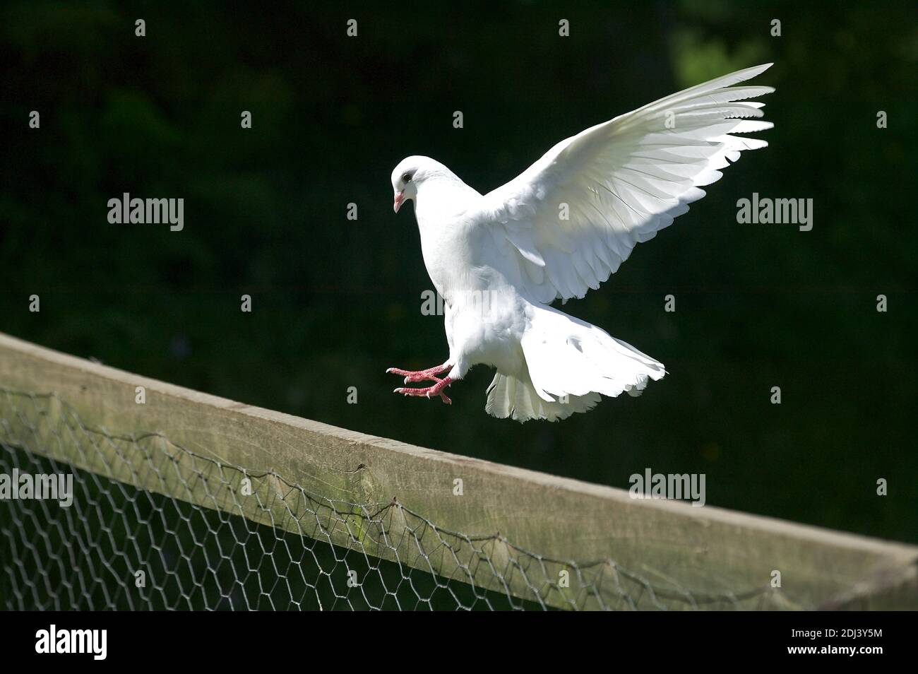 WHITE FANTAIL PIGEON Stock Photo - Alamy