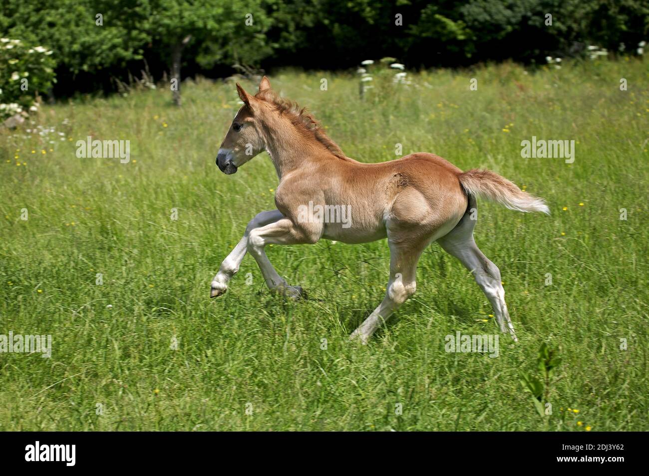 Foal Galloping through Pasture Stock Photo - Alamy