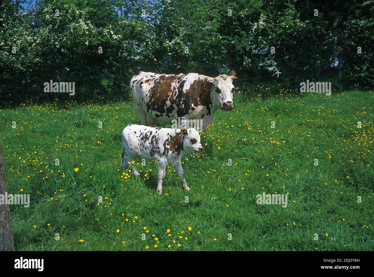 Normandy Cow, Mother with Calf, Calvados in Normandy Stock Photo - Alamy