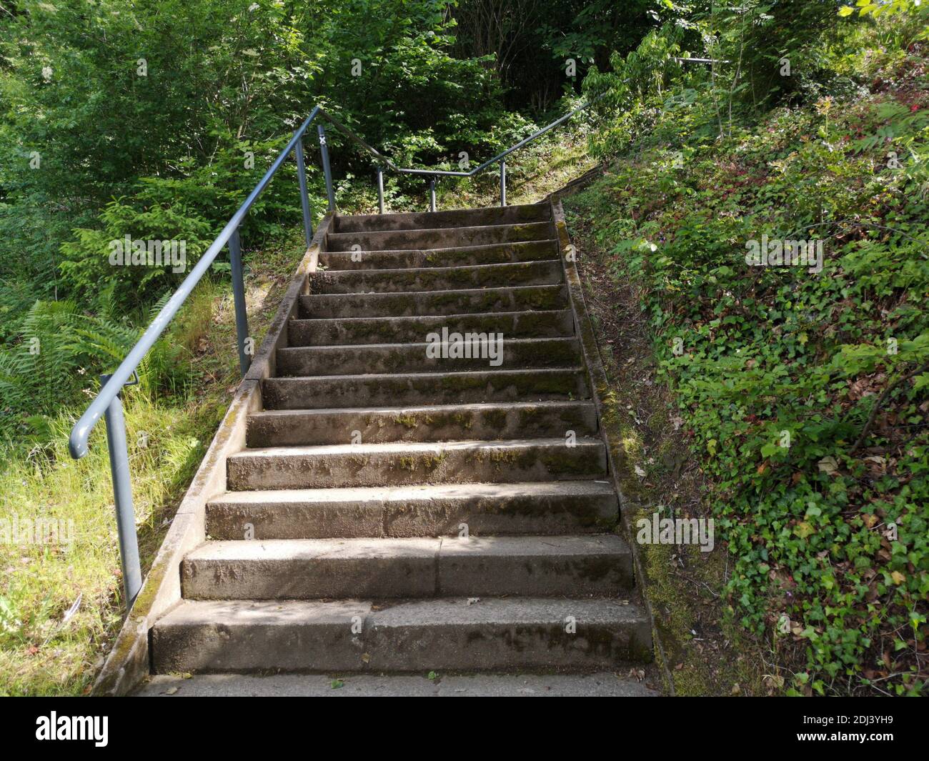 A closeup shot of stairs pathway surrounded by trees Stock Photo - Alamy