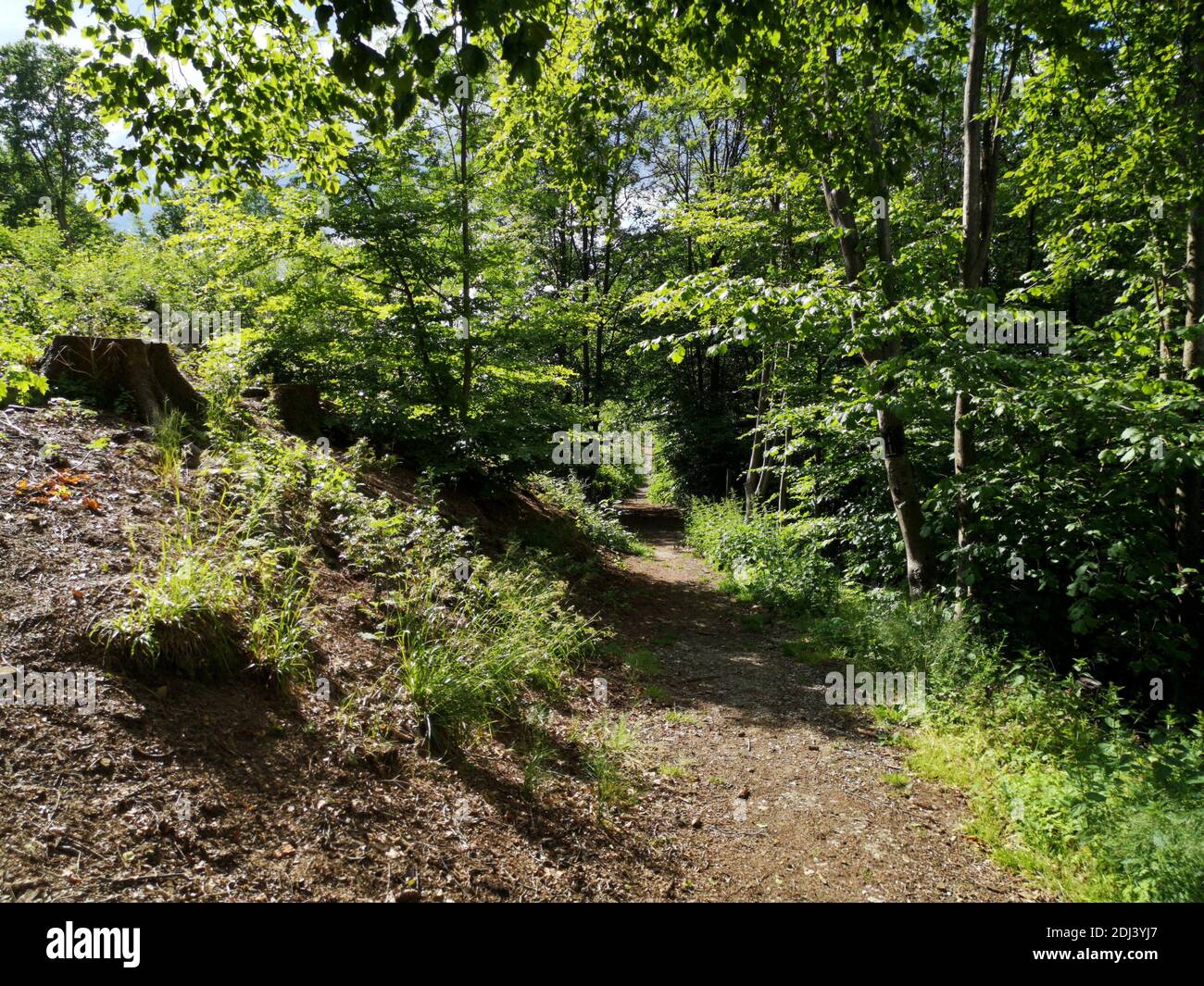 Closeup shot pathway surrounded hi-res stock photography and images - Alamy