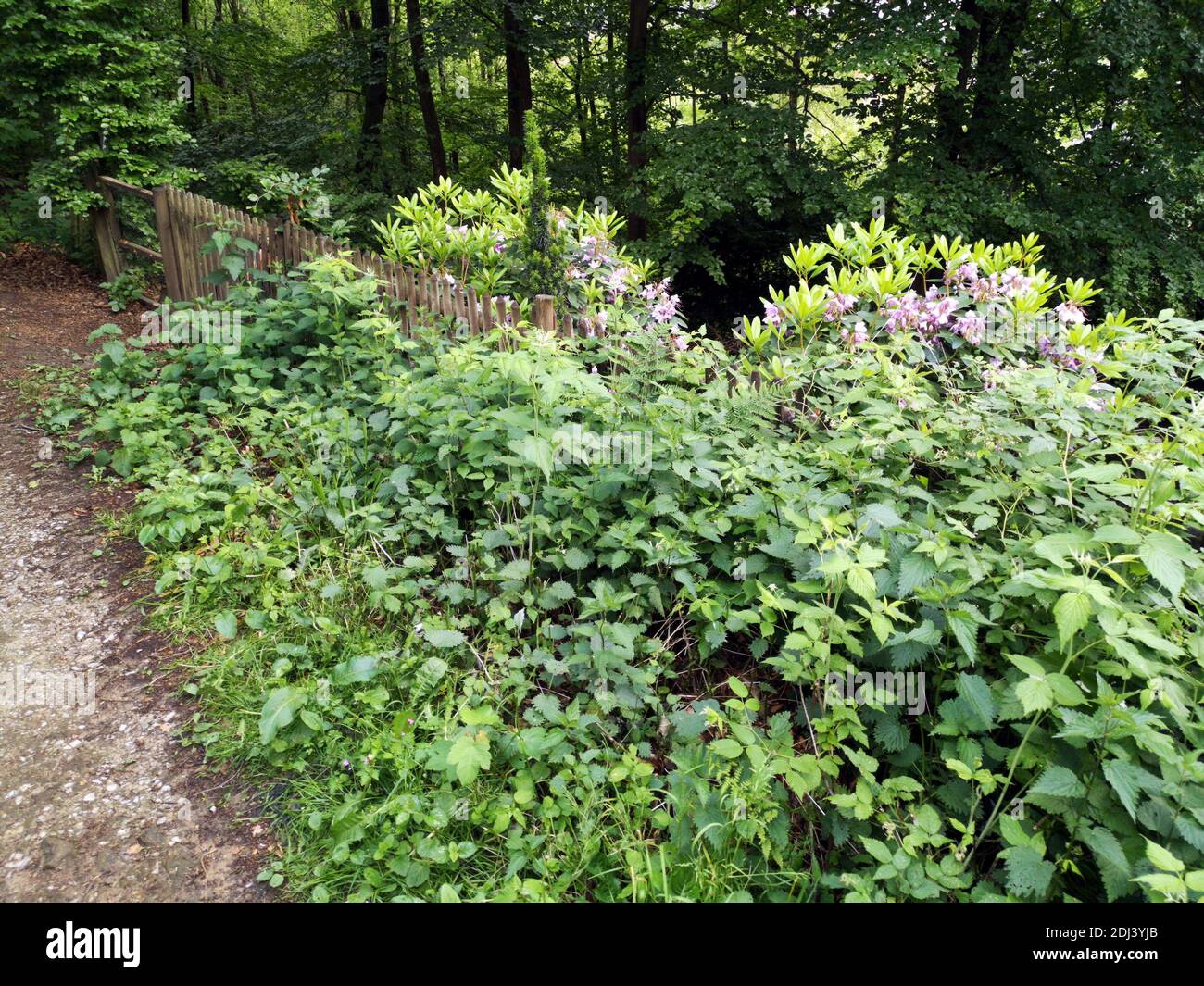 Closeup shot empty pathway hi-res stock photography and images - Alamy