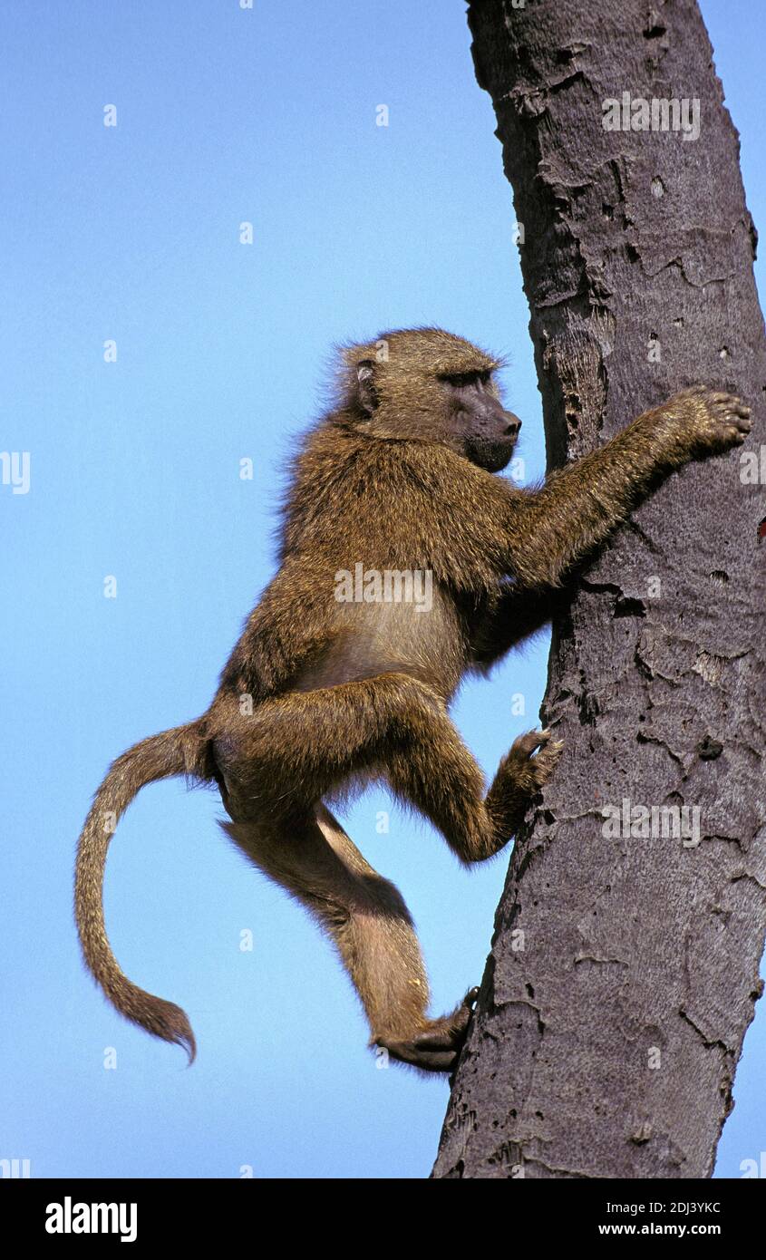 Olive Baboon, papio anubis, Male climbing Tree Trunk, Masai Mara Park ...