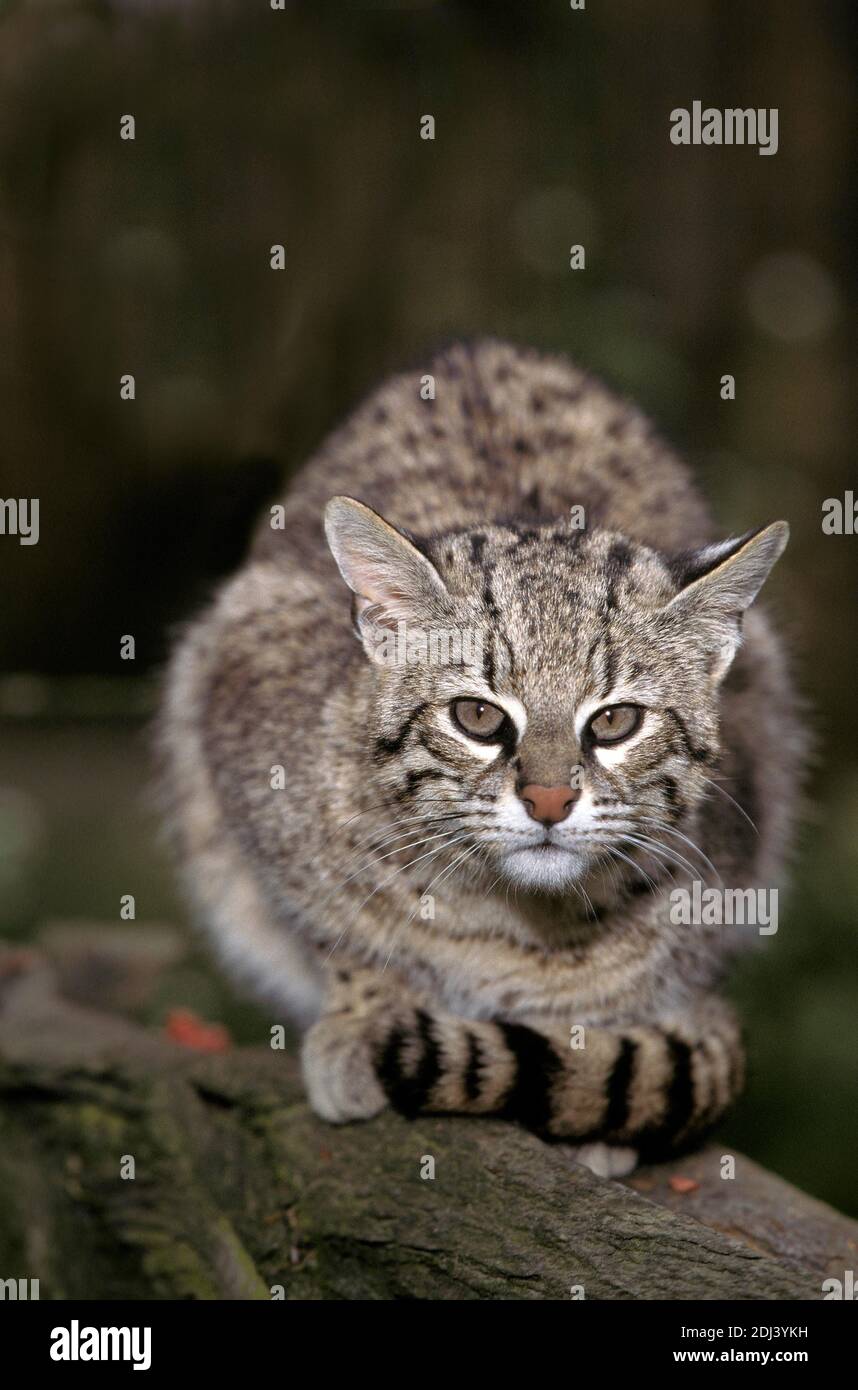 Oncifelis geoffroyi hi-res stock photography and images - Alamy
