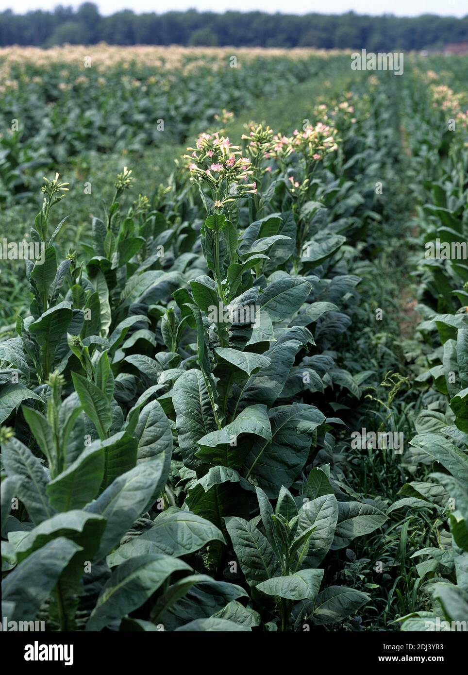 Tobacco Plant, nicotiana tabacum Stock Photo - Alamy