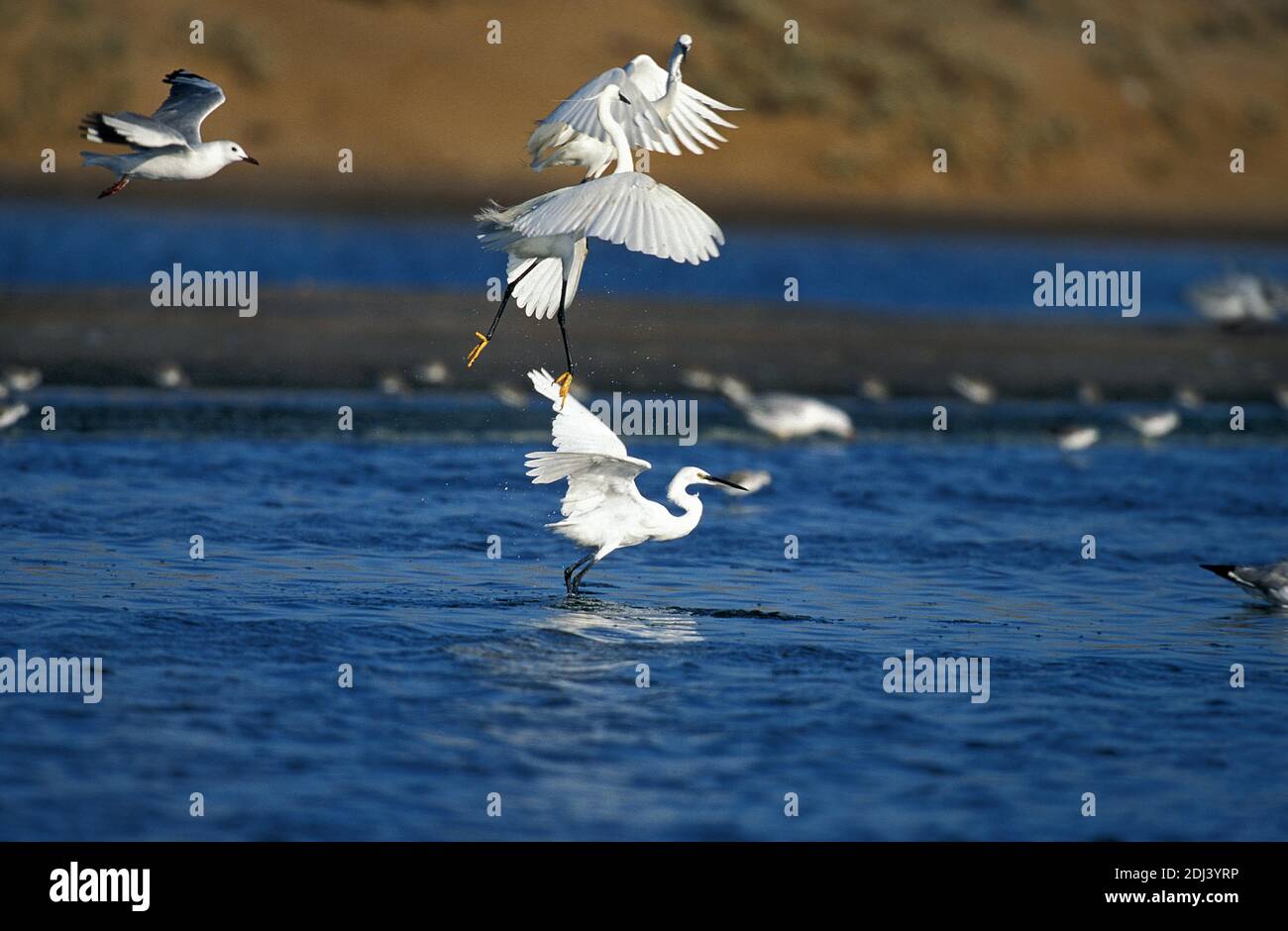 Intermediate Egret, egretta garzetta, Adult in Flight above Water ...