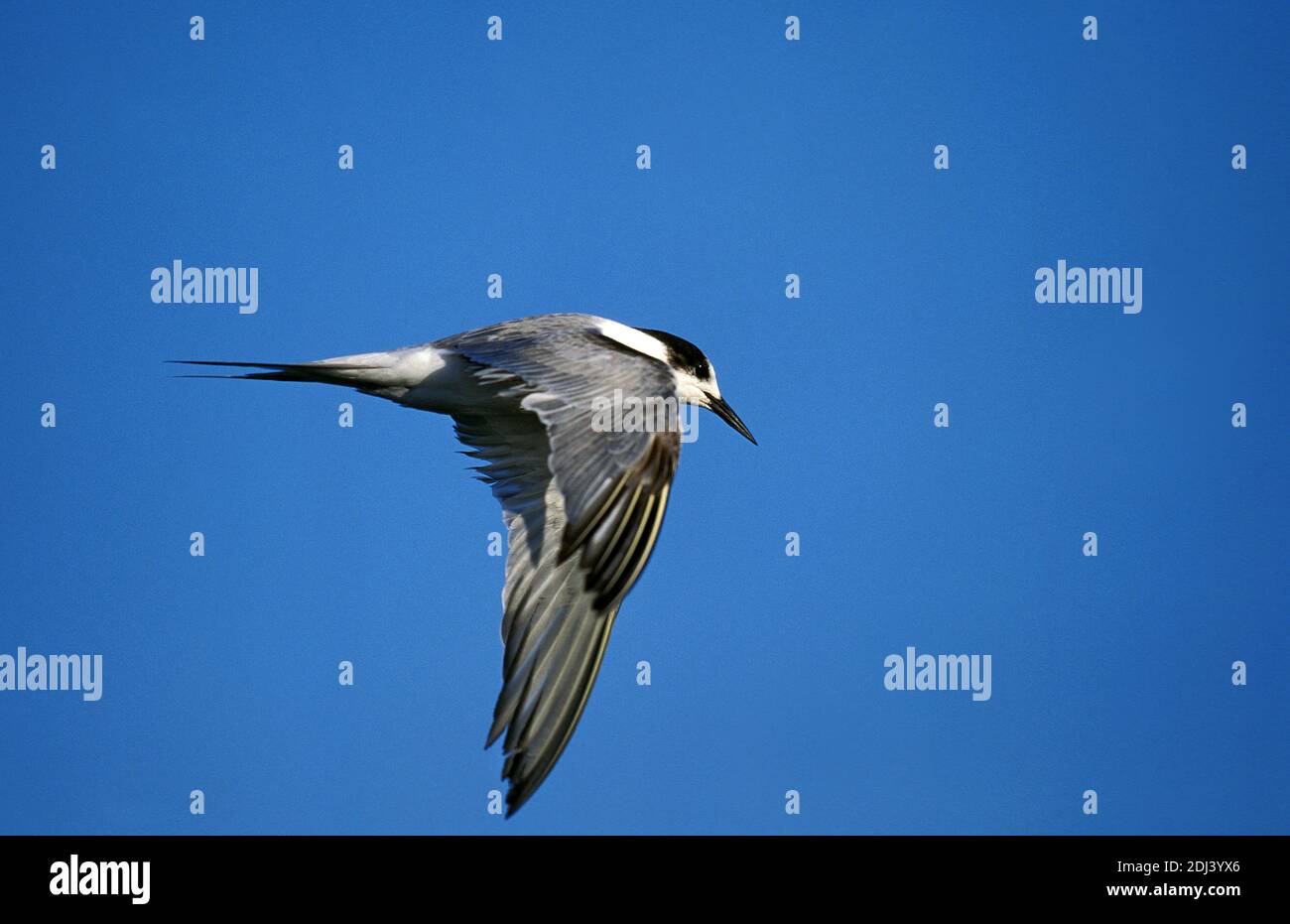Common Tern, sterna hirundo, Adult in Flight, Bird in Winter Plumage ...