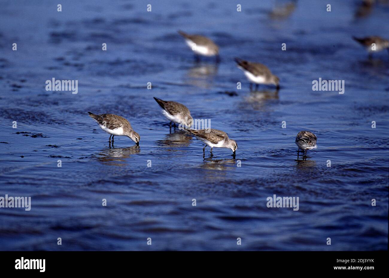 Common Sandpiper, tringa hypoleucos, Group looking for Food in Water ...