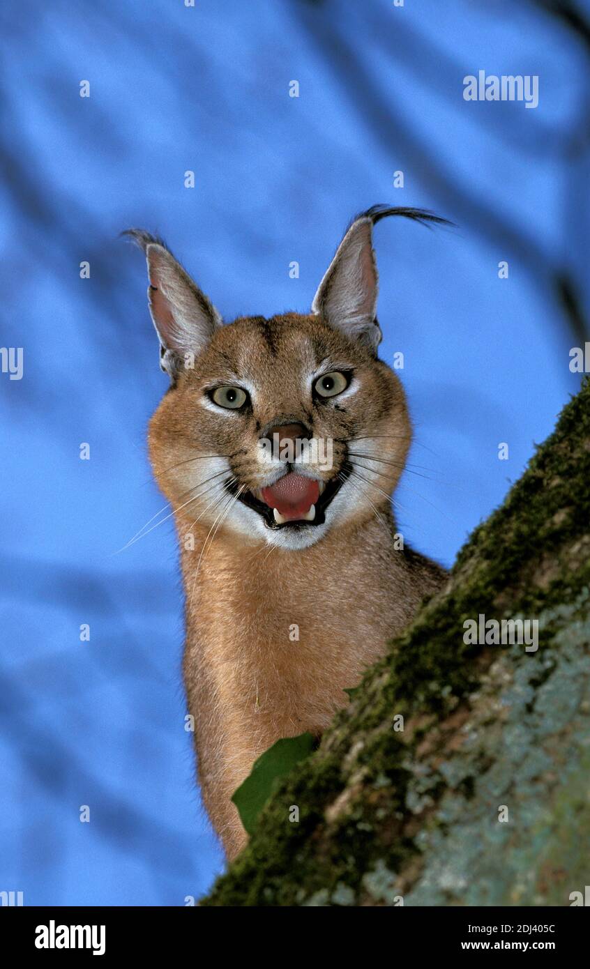 Caracal, caracal caracal, Adult snarling Stock Photo - Alamy