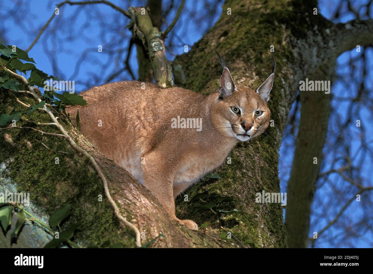 Caracal, caracal caracal, Adult standing in Tree Stock Photo - Alamy